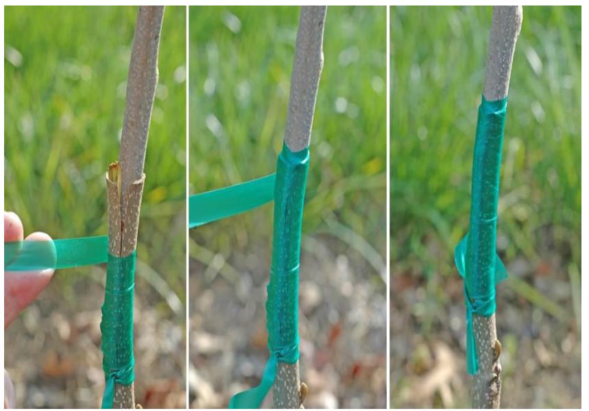 Methods for Tree Grafting