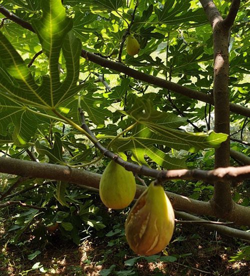 Easy to Grow Fruits