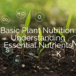 Basic Plant Nutrition: Understanding Essential Nutrients